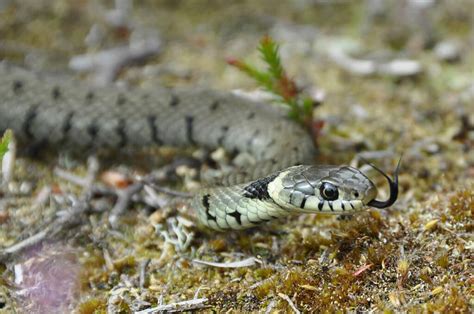 Tim Melling Barred Grass Snake Mark Avery