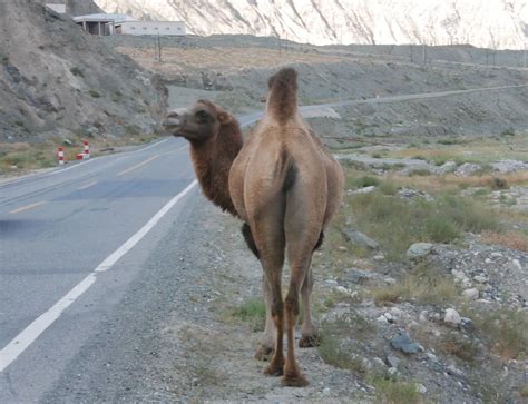Camel Butt Malcolm Williams Flickr