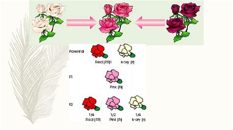 Patterns Of Gene Expression 1 Dominant 2 Recessive