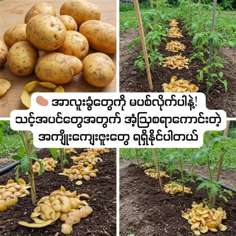 အာလူးခွံတွေကို များသောအားဖြင့် 𝐅𝐨𝐫𝐞𝐯𝐞𝐫 𝐌𝐌 𝐌𝐞𝐝𝐢𝐚 Facebook