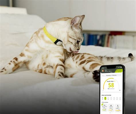 Collier Gps Pour Chats Avec Suivi Dactivité Kippy Cat