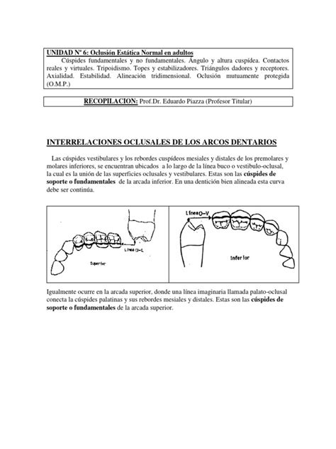 Oclusion Estatica Normal En Adultos Pdf Anatomia Dental Ramas De