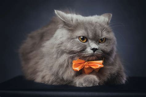 Zdjęcia Kota Brytyjskiego Długowłosego 10 Fotografii