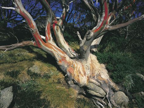 Snowies Alpine Walk And Mount Kosciuszko 5 Day Self Guided Sydney