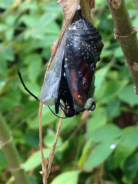 Monarch Hatching Begins Butterfly Photos Outdoor Decor Bird Feeders