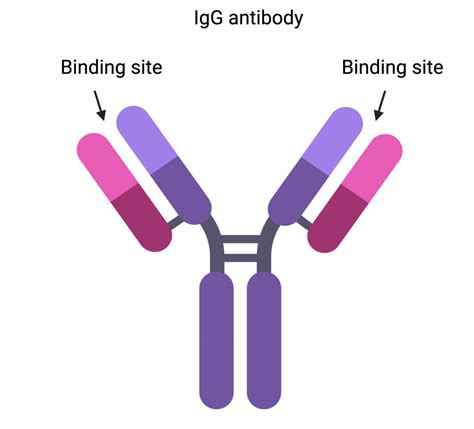 Antibodies And Passive Immunization Biotech Academy