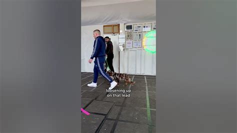 Excessive Leash Pulling Cocker Spaniel Youtube