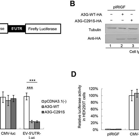 A3g Inhibits Ev71 5 Utr Activity A Bicistronic Plasmid Construction