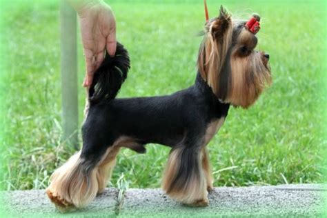 Yorkie Haircuts For Males And Females 60 Pictures Yorkielife