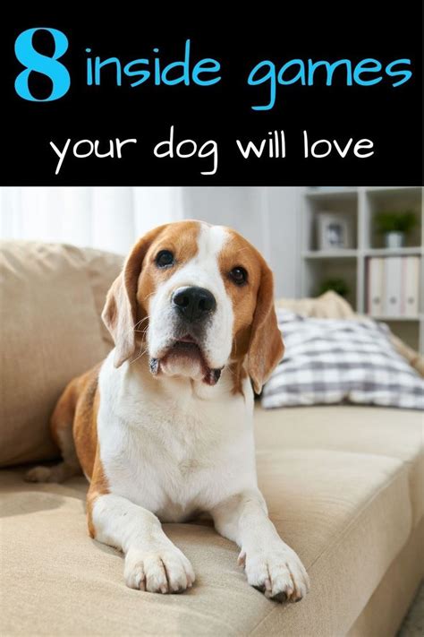 8 Fun Inside Games That Your Dog Will Love Dog Games Indoor