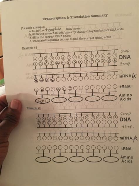 Trna And Mrna Transcription Worksheet With Answer Key 26 Decoding Mrna Worksheet Answers