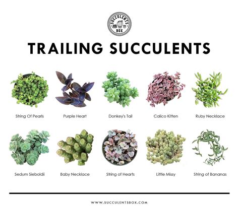 Trailing Hanging Succulent Plants Best Succulent Ideas