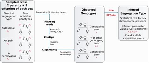 Sex Detector A Probabilistic Approach To Study Sex Chromosomes In Non