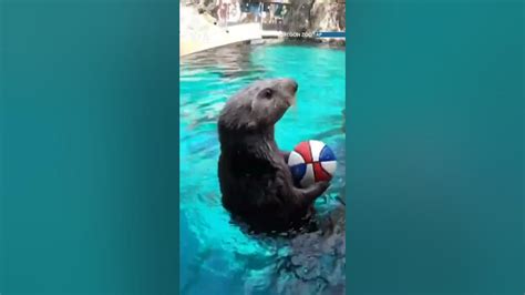 Калан баскетболист Youtube