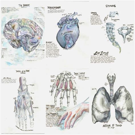 Medical Illustration Prints On Behance