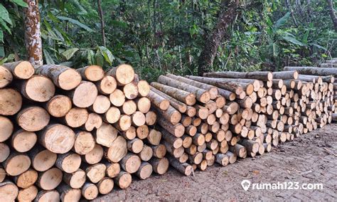 Mengenal Kayu Pohon Jabon Dan Manfaatnya