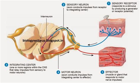 Biology Write Up Biology Articles Reflexes And Reflex Arcs Meaning