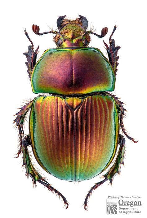 Scarab Beetle
