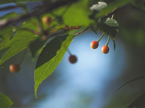 桜の木の実 By アツ （id：11789836） 写真共有サイトphotohito