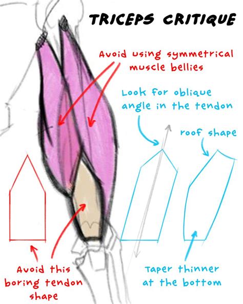 Proko Anatomy Critiques The Triceps Human Anatomy Drawing Anatomy Anatomy Reference