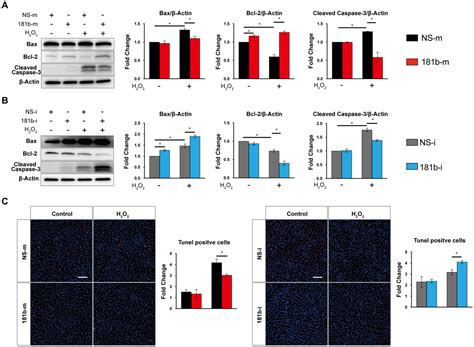 Mir 181b Regulates Vascular Endothelial Aging By Modulating A Map3k3
