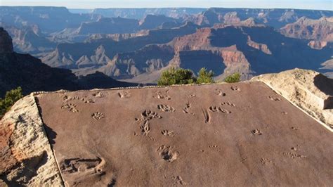 See Park Fossils On Display Fossils And Paleontology U S National