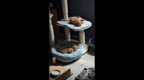 Kittycam Test Youtube