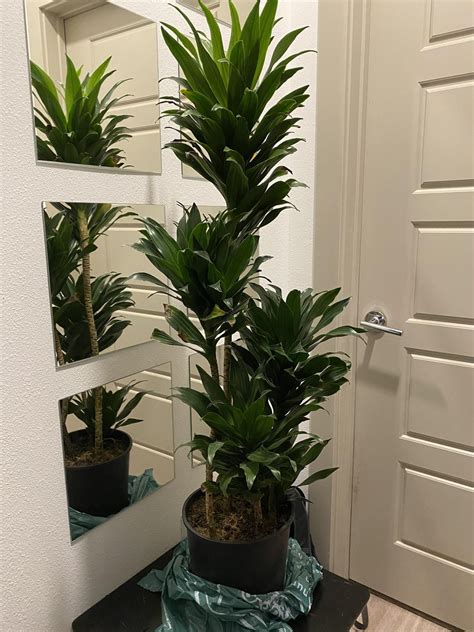 Dracaena Jc Compacta Shedding Leaves Rplantclinic