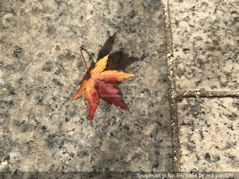 紅葉の写真・画像素材 5975464 Snapmart（スナップマート）