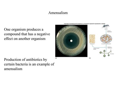 Ppt Microbial Ecology Powerpoint Presentation Free Download Id5419057