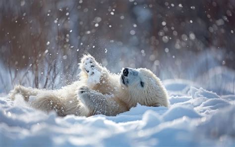 Premium Photo Polar Bear Cub Playfully Rolling In The Fresh Snow