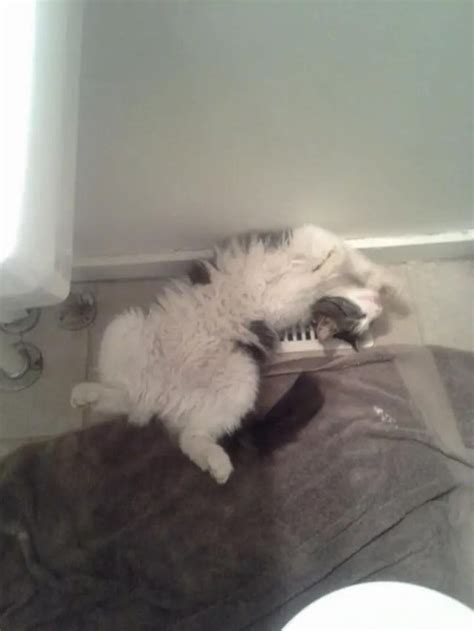 Cold Kitty Problem Solved Rfunny