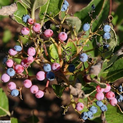 Purple Swedish Ivy Plectranthus Purpuratus Plant Care And How To Grow