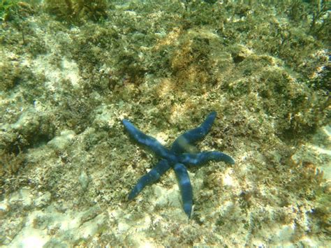 Ursula Island Isolated Pristine And Almost Untouched Phils Journal