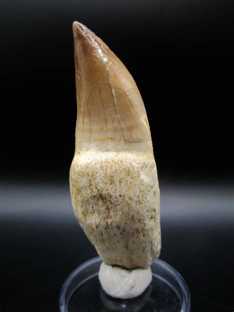 Prognathodon Anceps Mosasaurus Tooth 8 Fossils For Sale