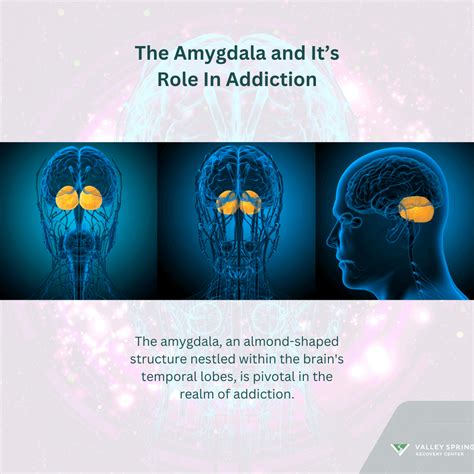 Amygdala Definition Function And Disorders