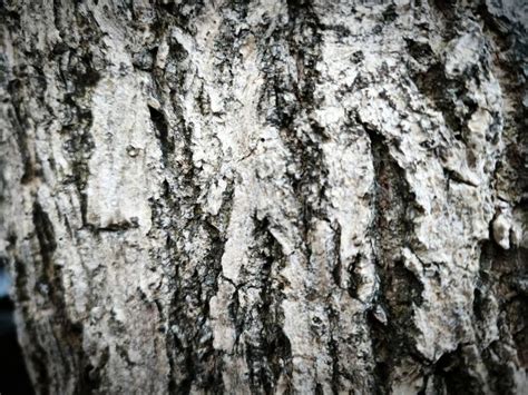 Tree Bark Background Stock Image Image Of Grain Trunk 376309851