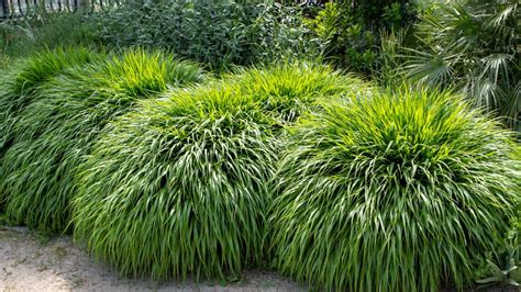 Best Ornamental Grasses For Privacy 5 Screening Grasses Homes And