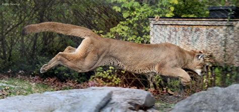 Cougar Jumping Distance