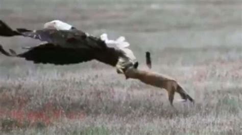 Eagle Attacks Fox That Attacked Rabbit Video Abc News