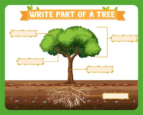Parts Of A Tree Worksheet