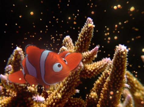 Finding Nemo Exploring The Reef