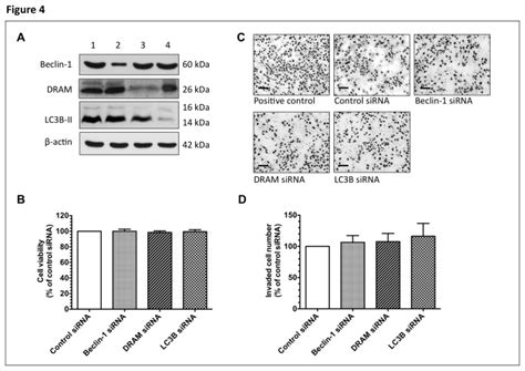 A Representative Immunoblots For Beclin 1 Dram And Lc3b Ii From
