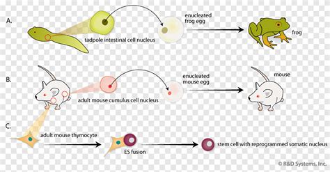 Somatic Cell Nuclear Transfer Frog
