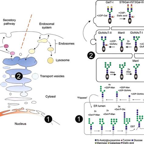 Left Schematic Representation Of The Secretory Pathway And The Main
