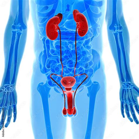 Anatomy Of Human Urogenital Organs In X Ray View Stock Illustration