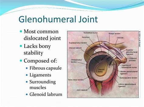 Ppt The Shoulder Evaluation And Treatment Of Common Injuries
