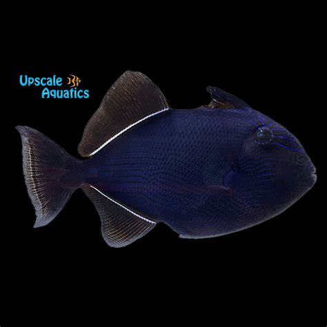 Hawaiian Black Trigger Melichthys Niger Upscale Aquatics