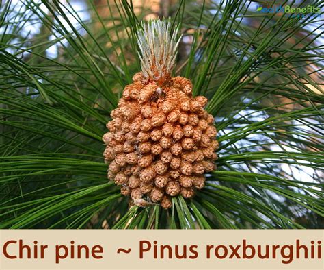 Scientific Name For Pine Tree At Jasper Gunson Blog