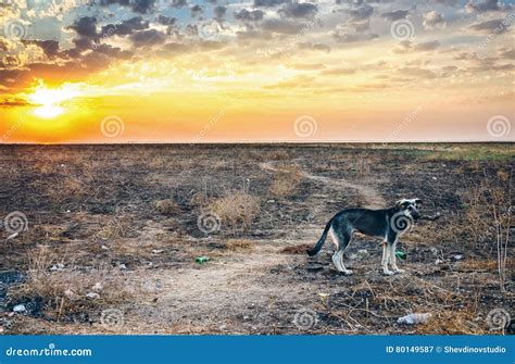 Sinister Landscape Field After The Fire Apocalypse Stock Image Image